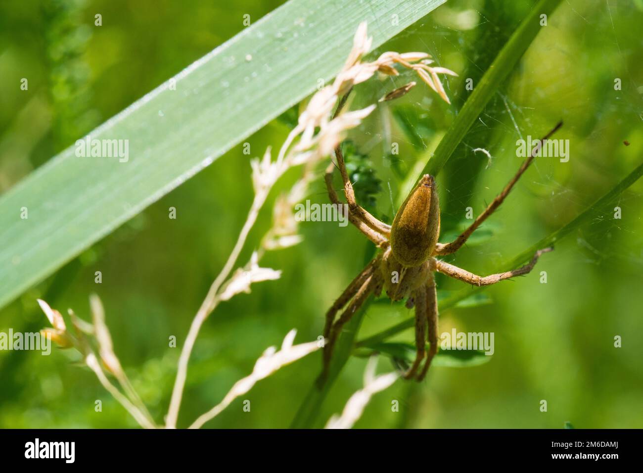 Hunting spider macro photo in summer Stock Photo - Alamy