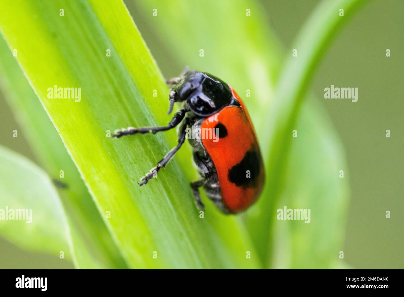 Ant bud beetle climbing up grass Stock Photo - Alamy