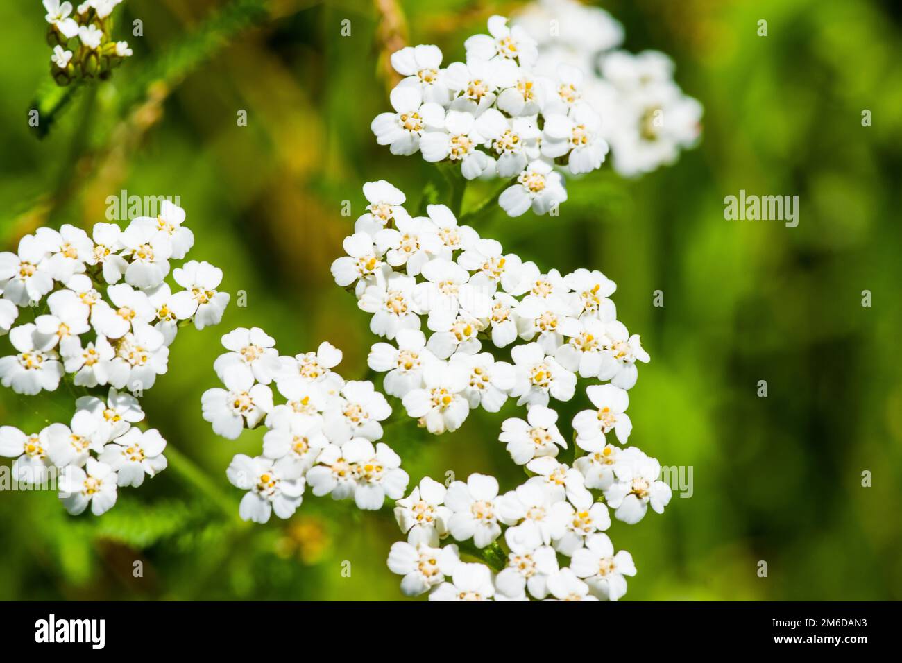 Nature white wildflower in spring Stock Photo - Alamy