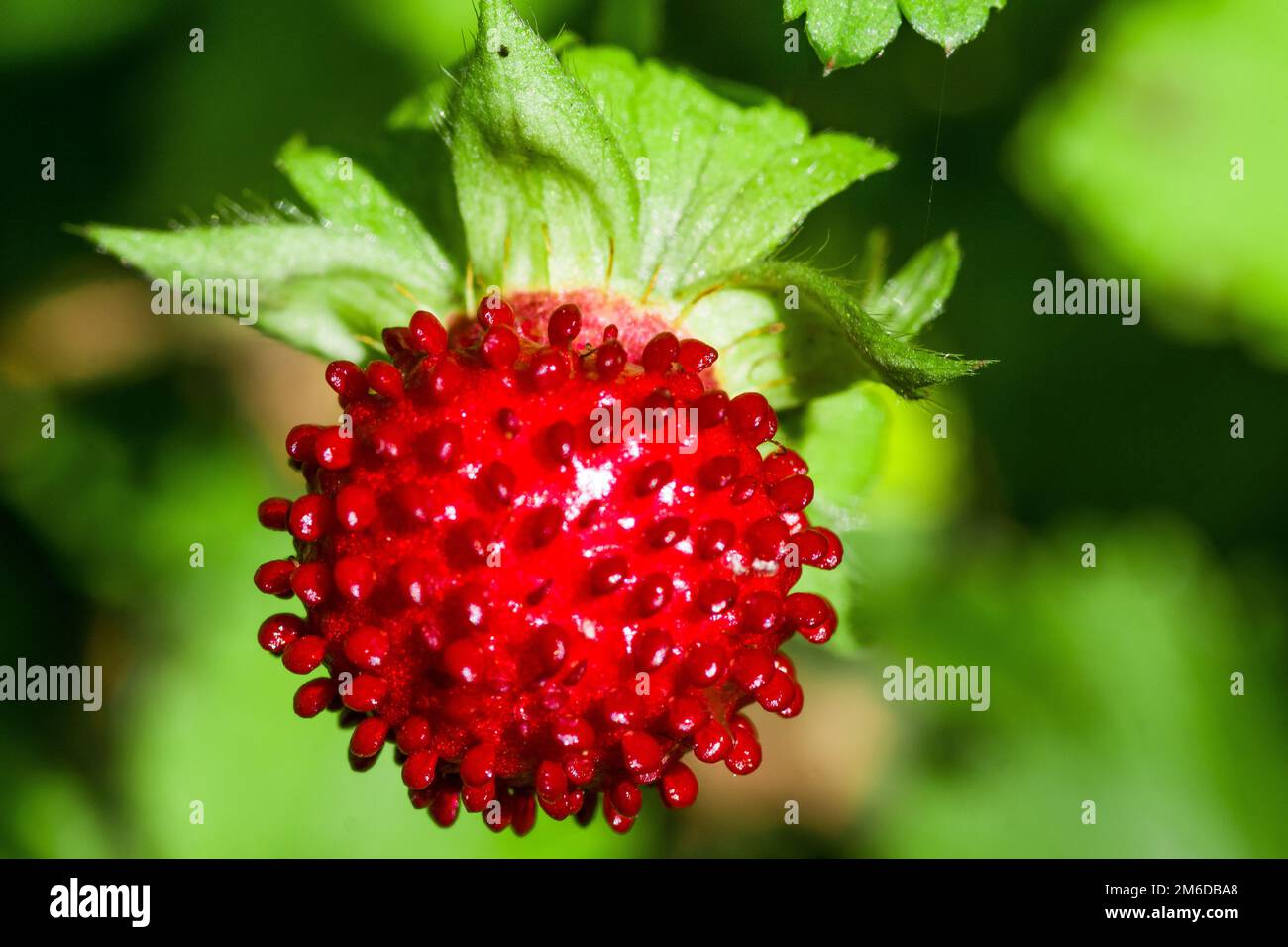 Summer black abdomen hi-res stock photography and images - Alamy