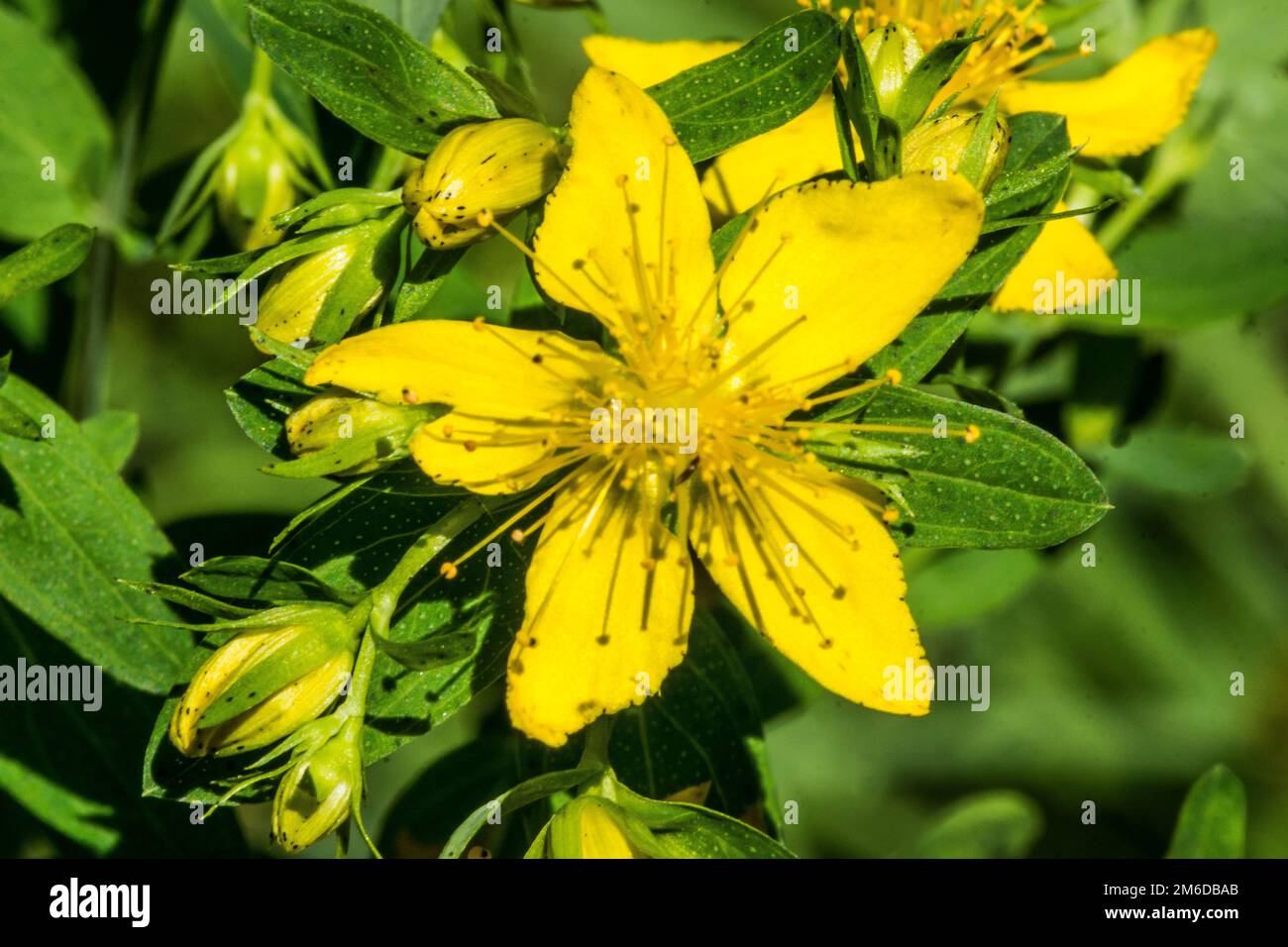 Herbal medicine hypericum macro hi-res stock photography and images - Alamy