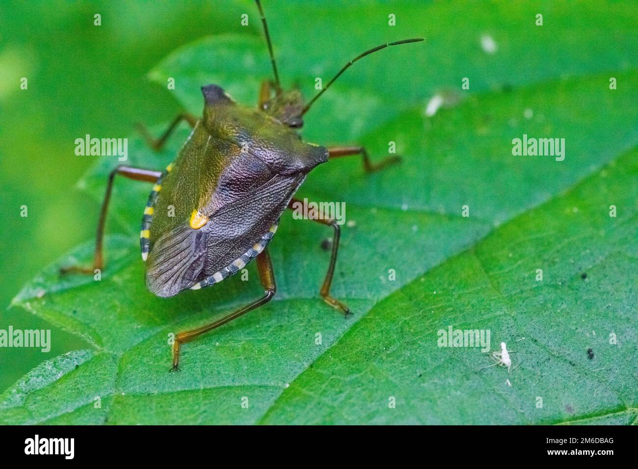 Brown sink bug sitting on leaf Stock Photo - Alamy