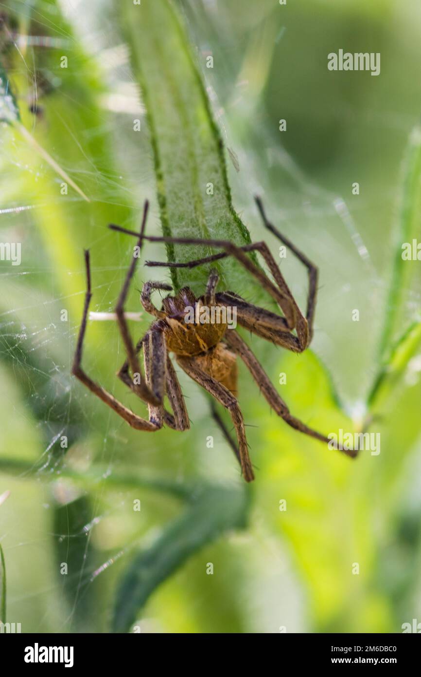 Hunting spider hiding behind leaf Stock Photo - Alamy