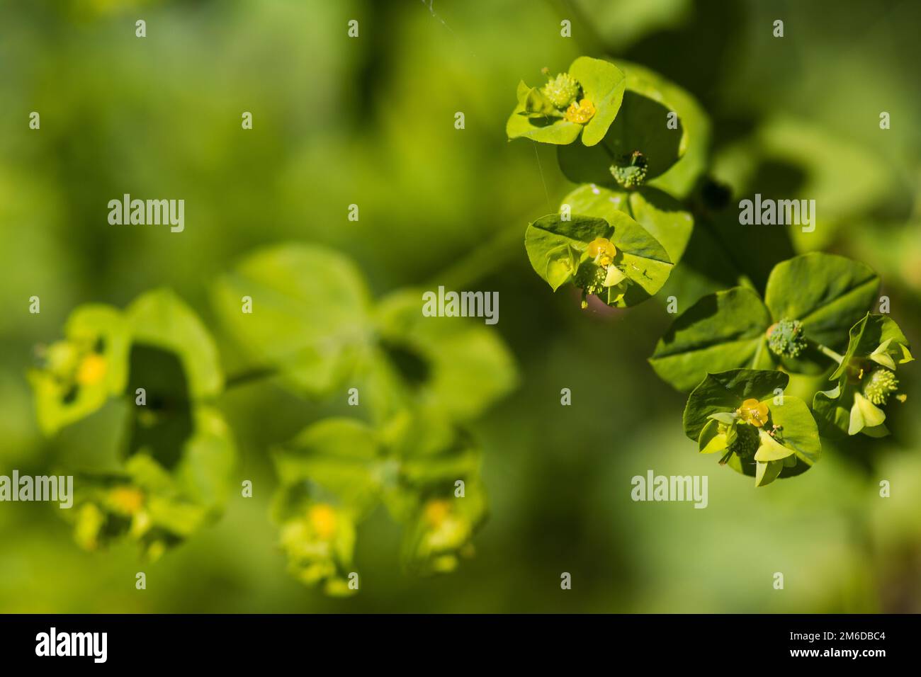 Photo of yellow flower hi-res stock photography and images - Alamy