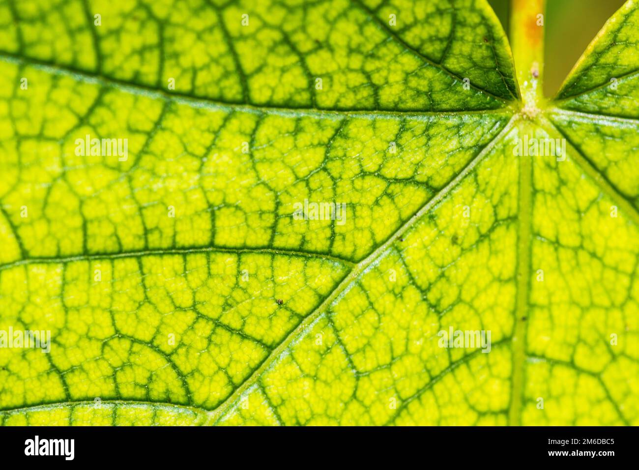 Spring maple leaf hi-res stock photography and images - Alamy