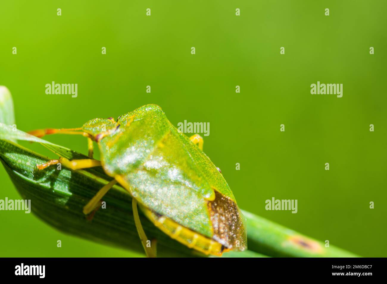 Green stink bug crawling on leaf Stock Photo - Alamy