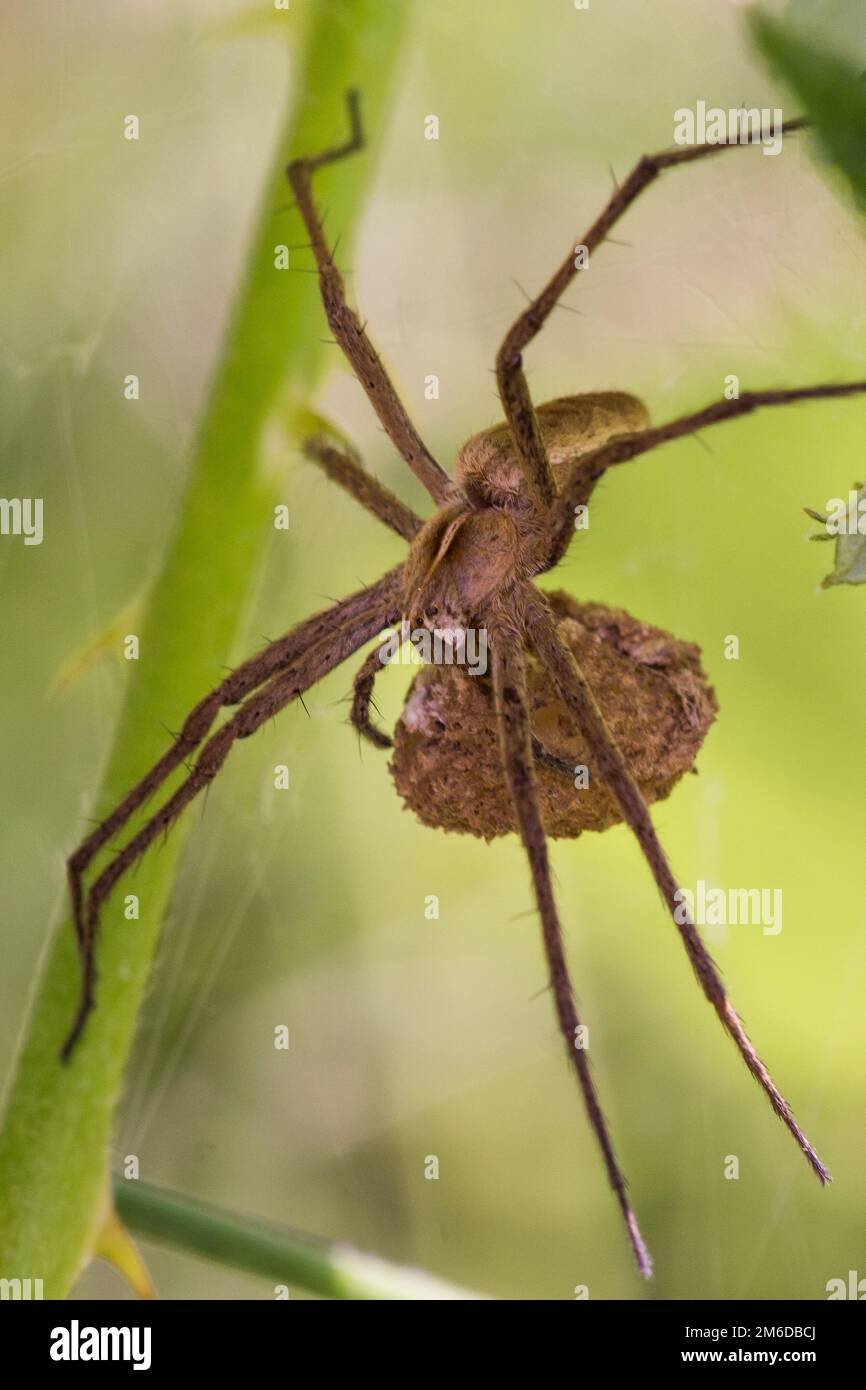 Long leg hunting spider carrying egg Stock Photo - Alamy