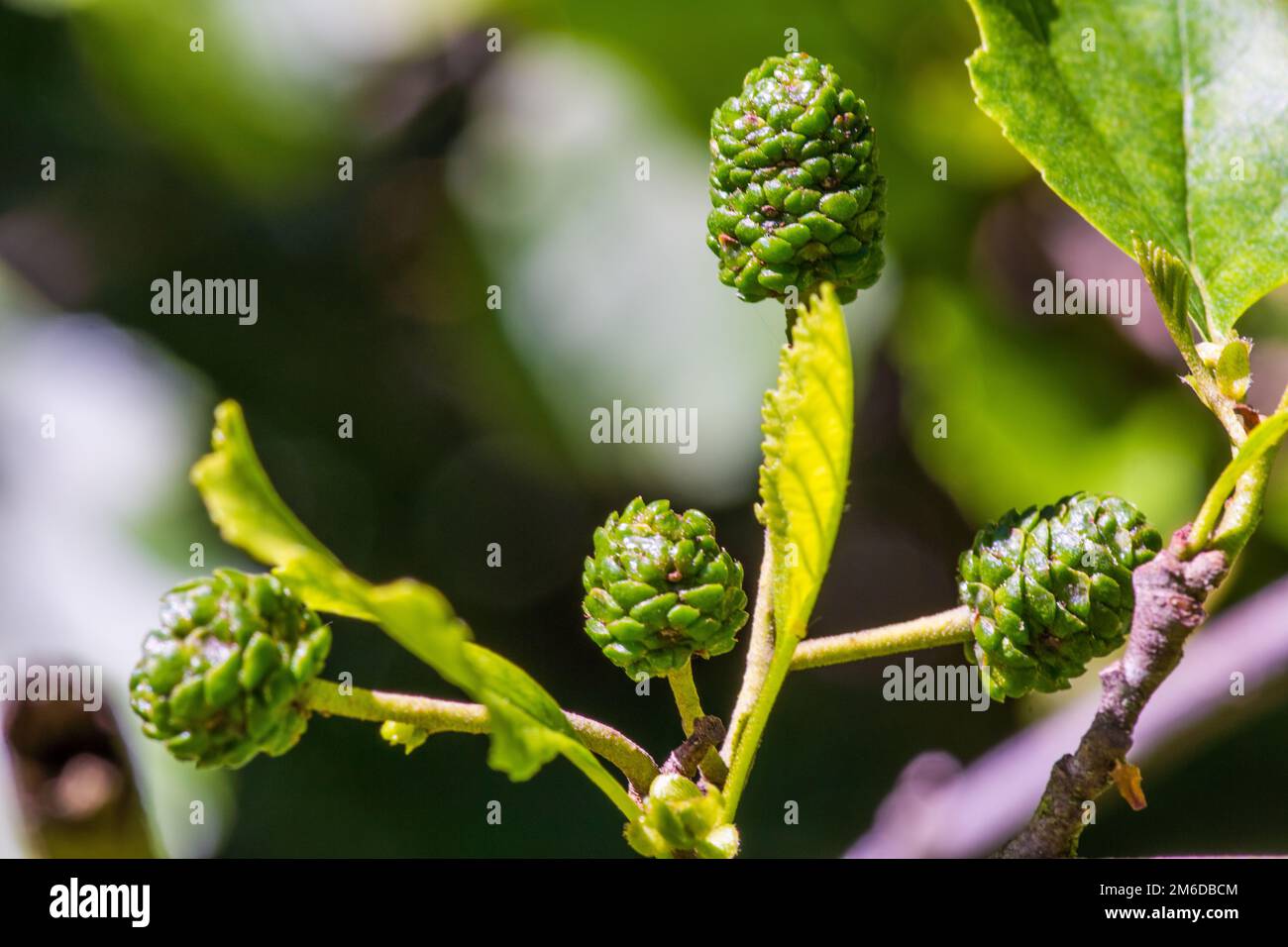 Alder tree fruit and green leaf Stock Photo - Alamy