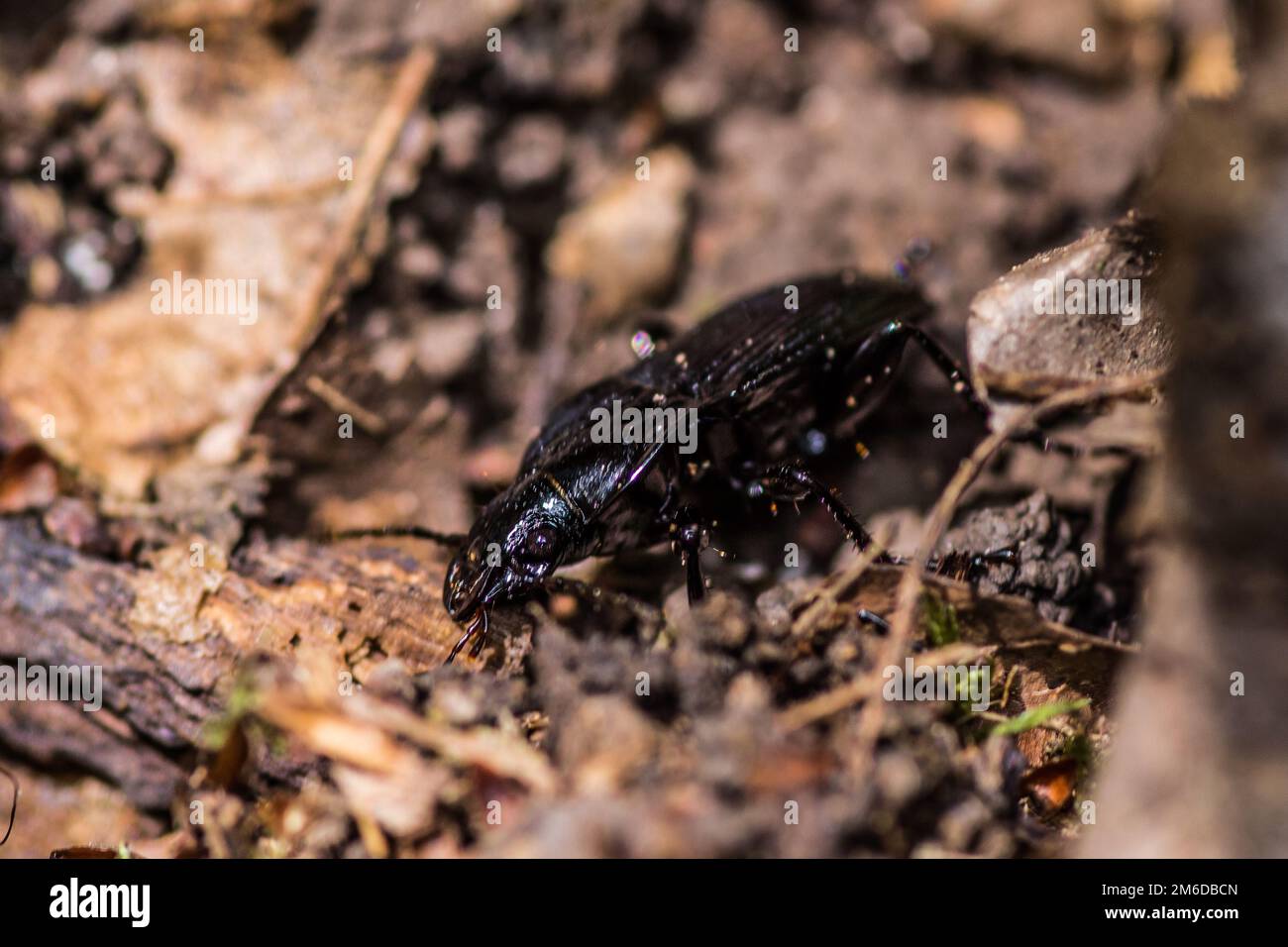 Carabus parallelepipedus hi-res stock photography and images - Alamy