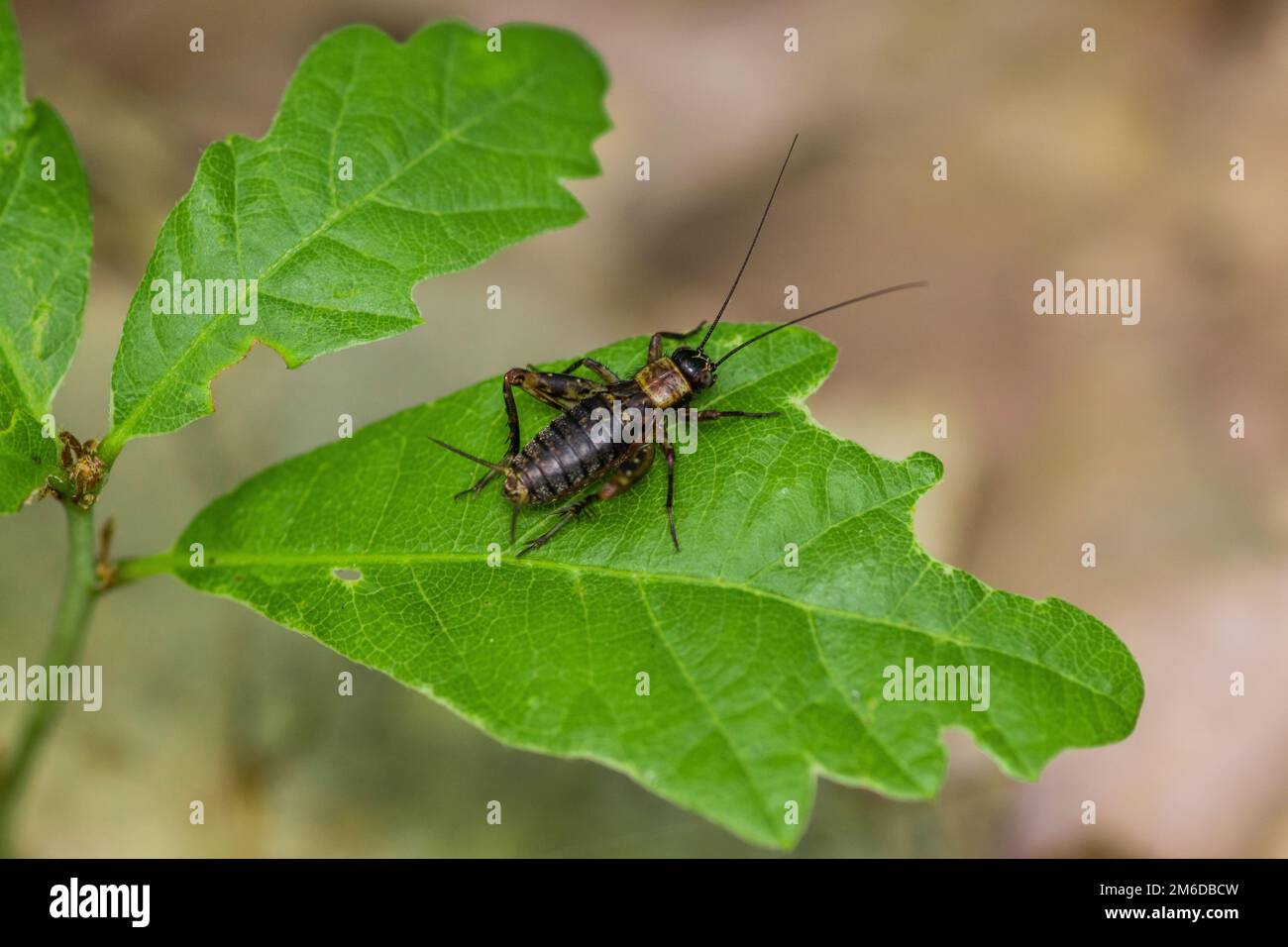 Cricket sitting on oak leaf Stock Photo - Alamy