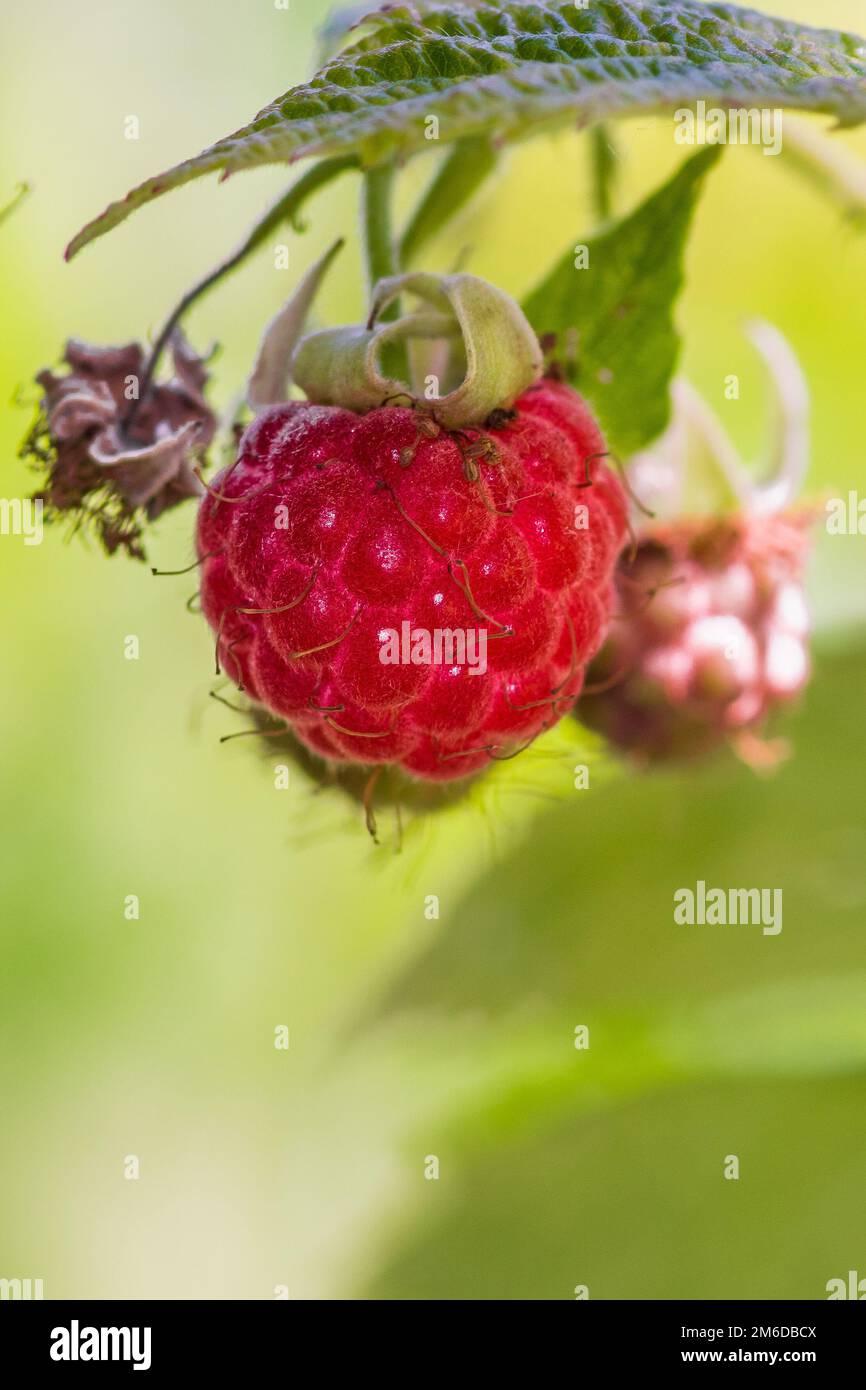 Fuit hi-res stock photography and images - Alamy