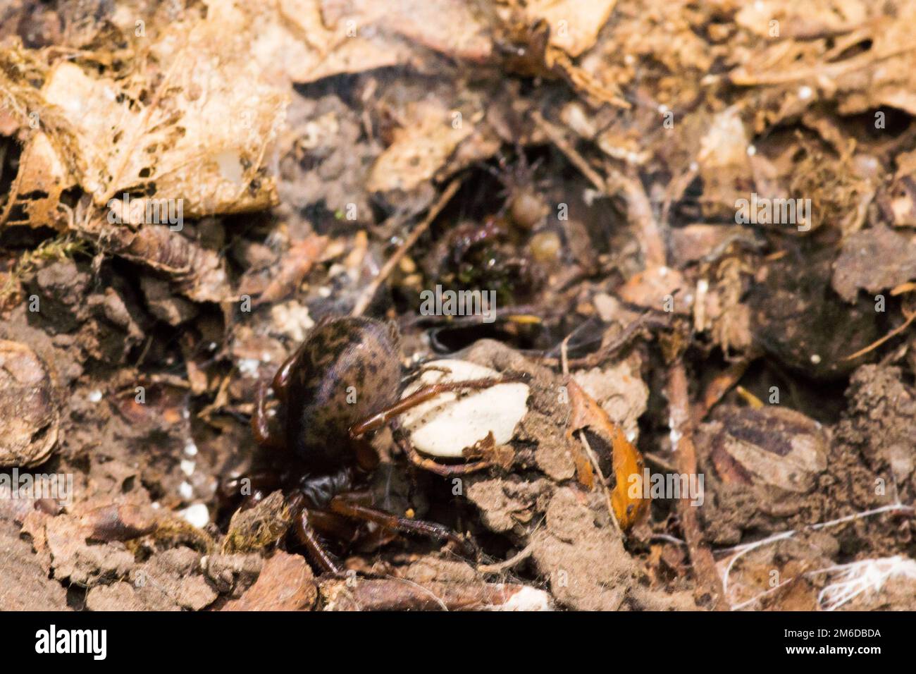 Ugly fat spider on forest soil Stock Photo - Alamy