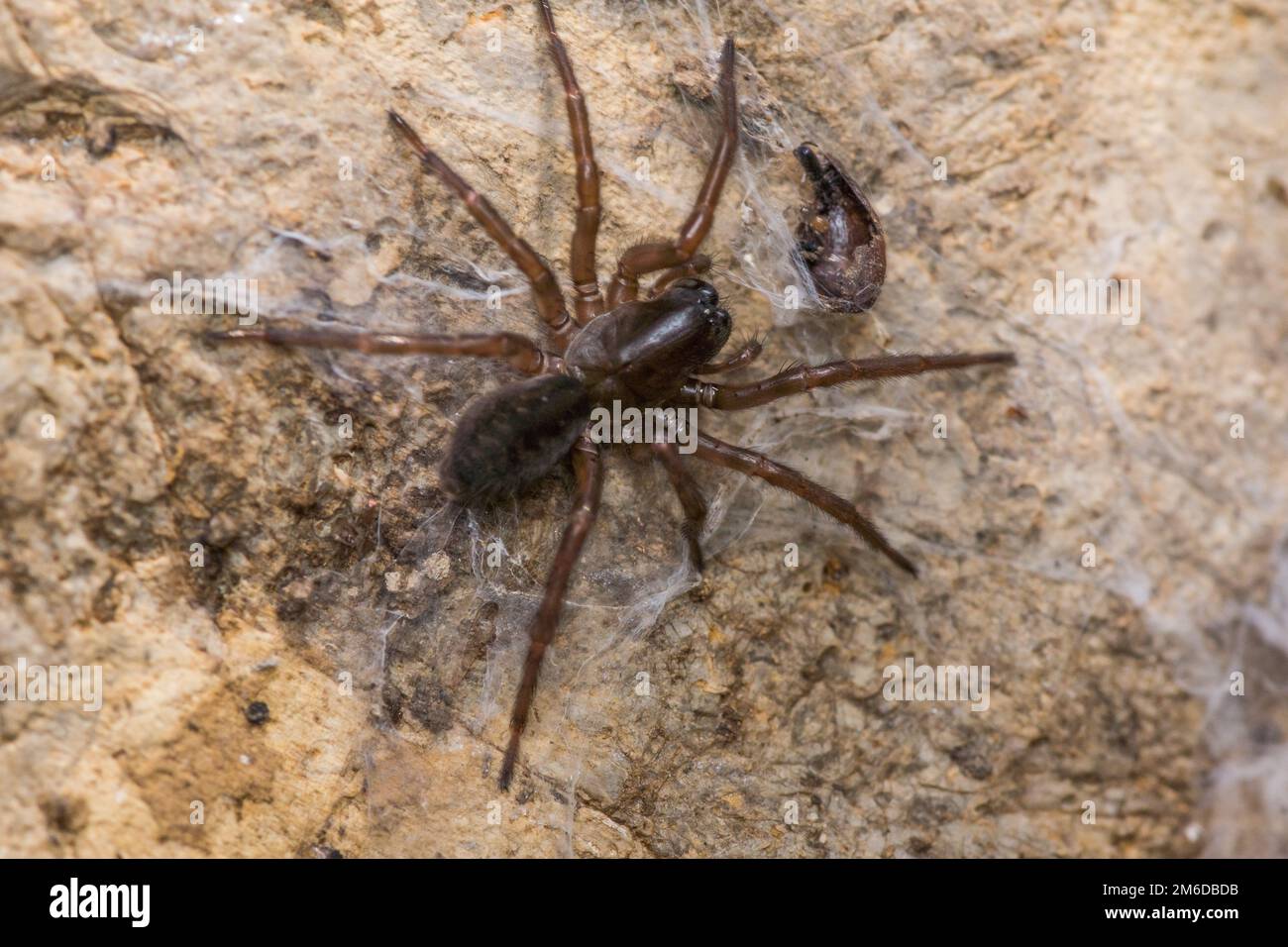 Forest angle spider hi-res stock photography and images - Alamy