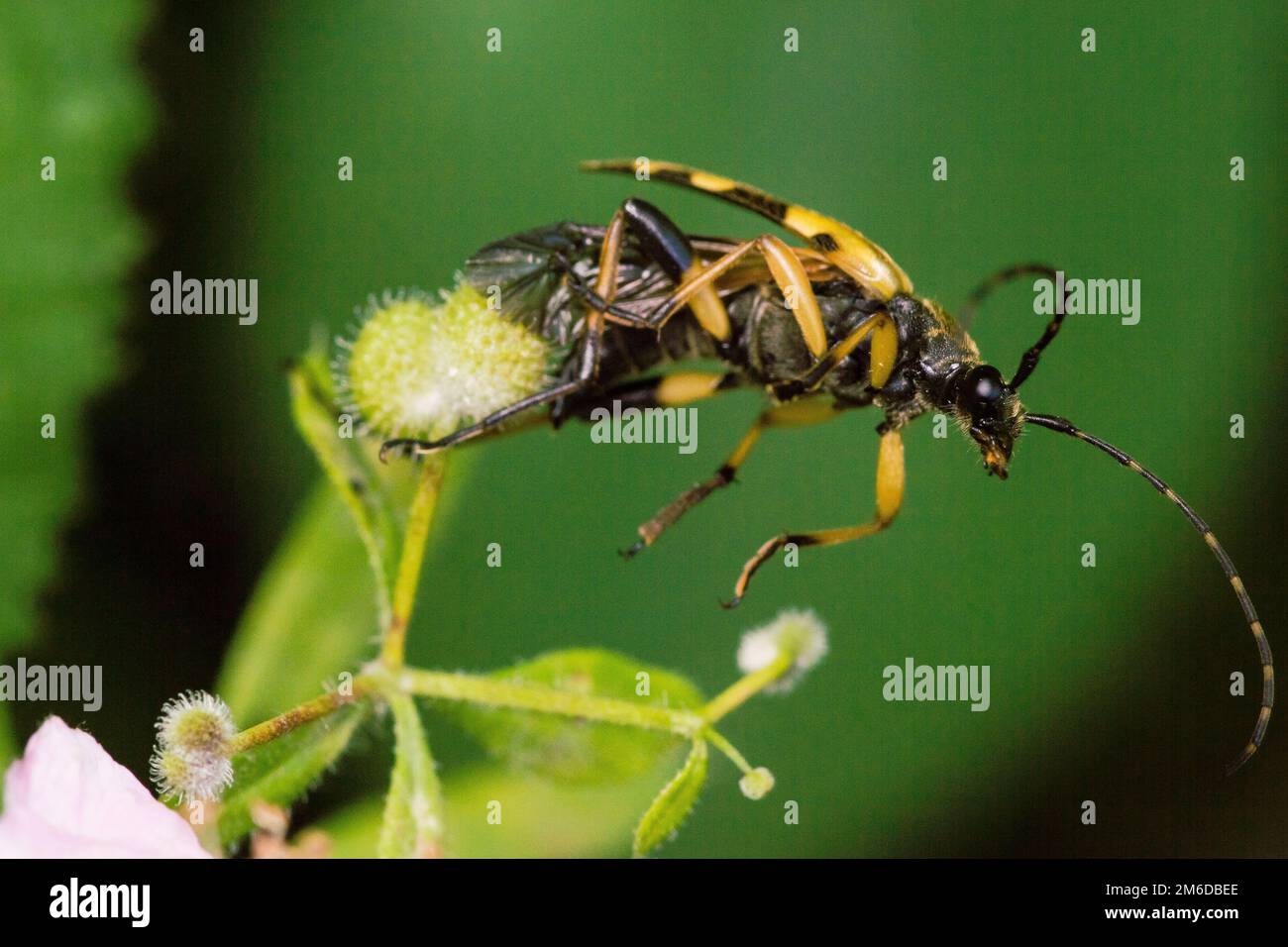 Long horn beetle starting to fly Stock Photo - Alamy