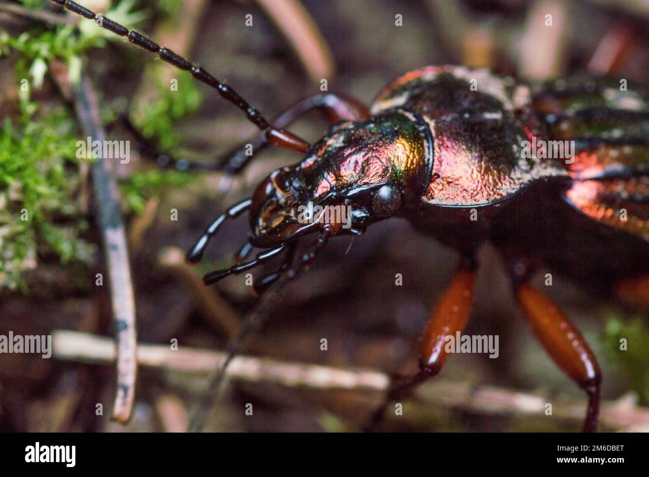 Beetle shiny elytra hi-res stock photography and images - Alamy