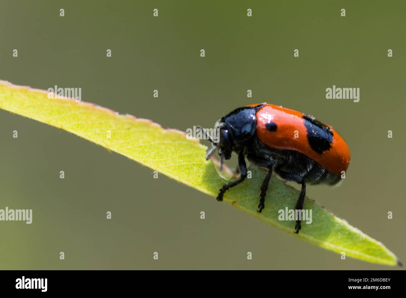 Red beetle with black spots hi-res stock photography and images - Alamy