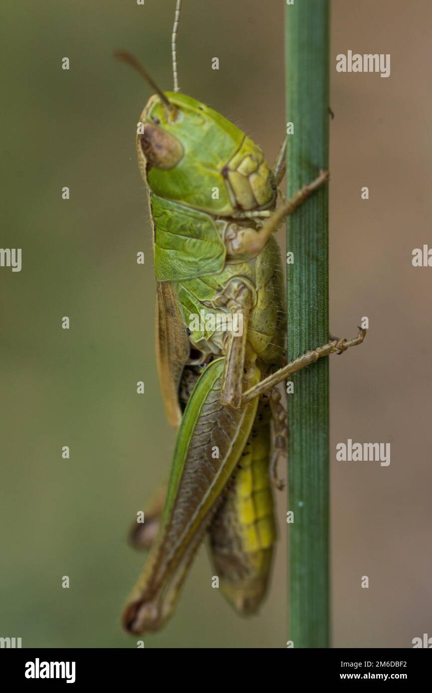 Grass hopper climbing up grass Stock Photo - Alamy