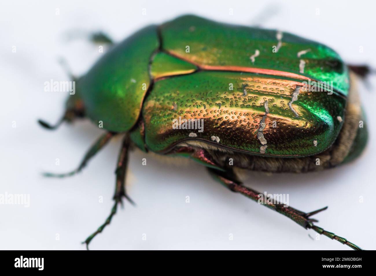 Beautiful beetle hi-res stock photography and images - Alamy