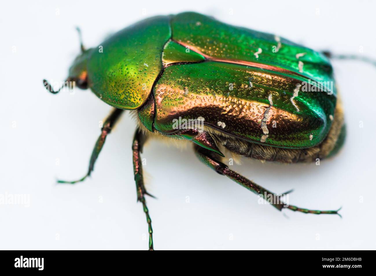 Metallic green beetle hi-res stock photography and images - Alamy