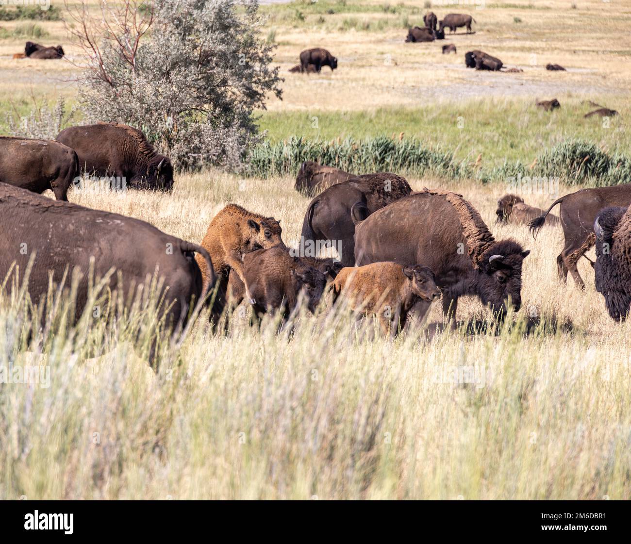 Wild American Bison, also called Buffalo, in a conservation program on ...