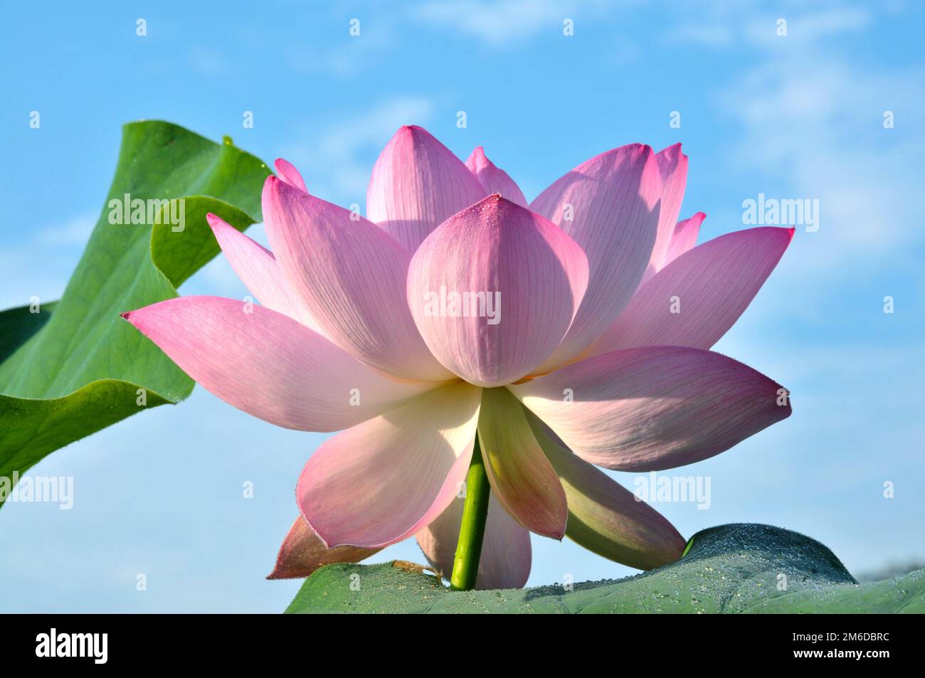 Blossoming lotus flowers Stock Photo - Alamy