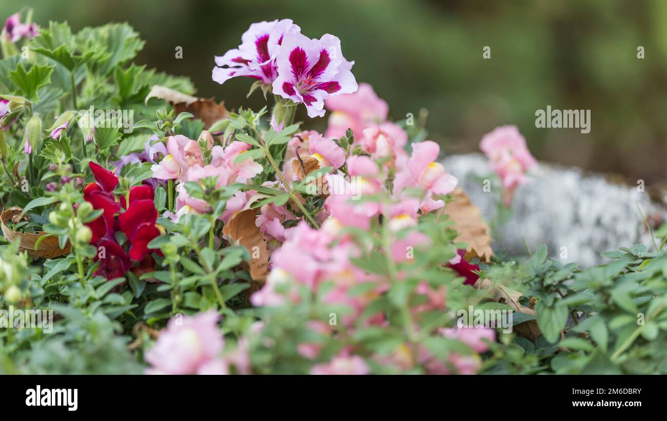 Colorful autumn flowers Stock Photo - Alamy