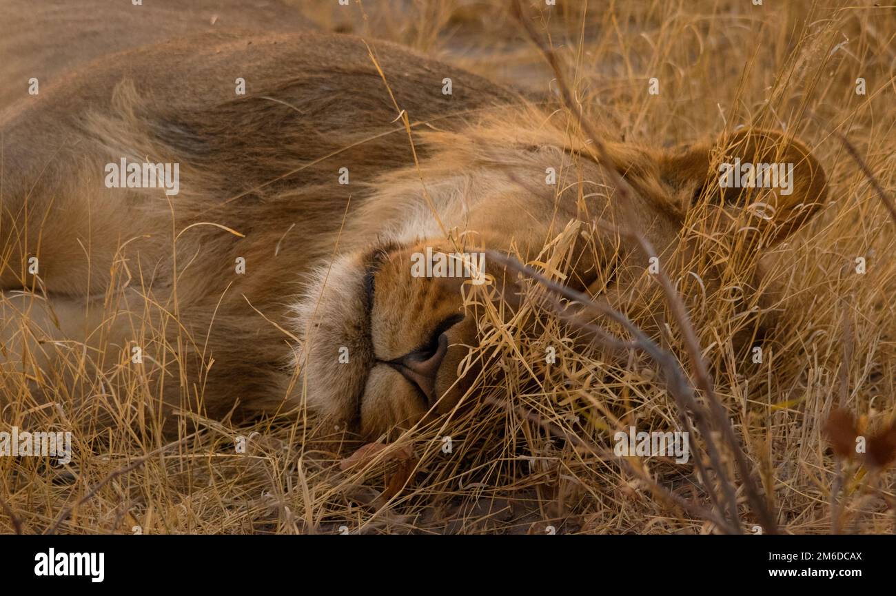 Let sleeping lions lie - African lion sleeping in the grass on the ...