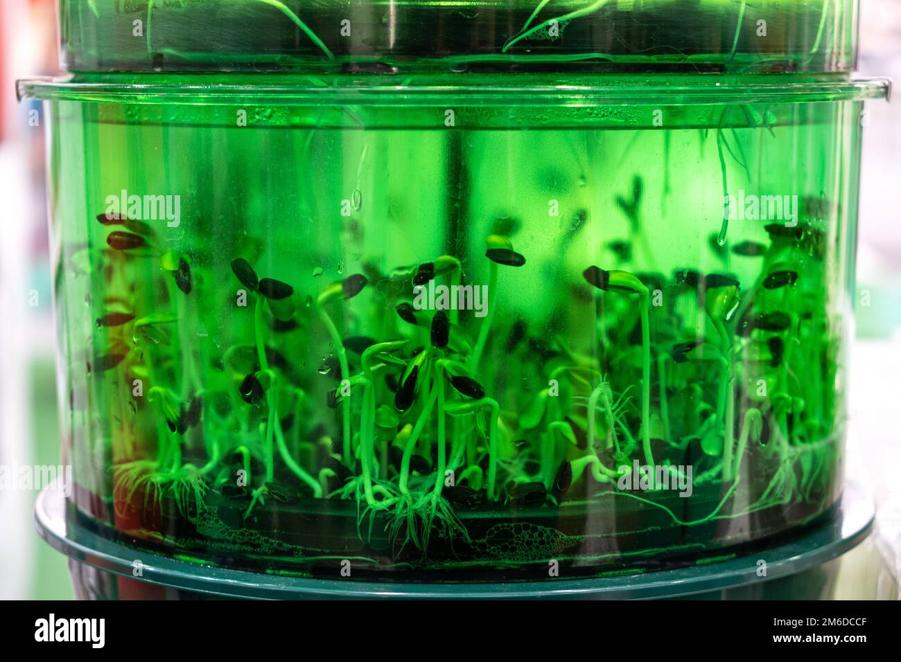 Hydroponic green color glass buds Stock Photo - Alamy
