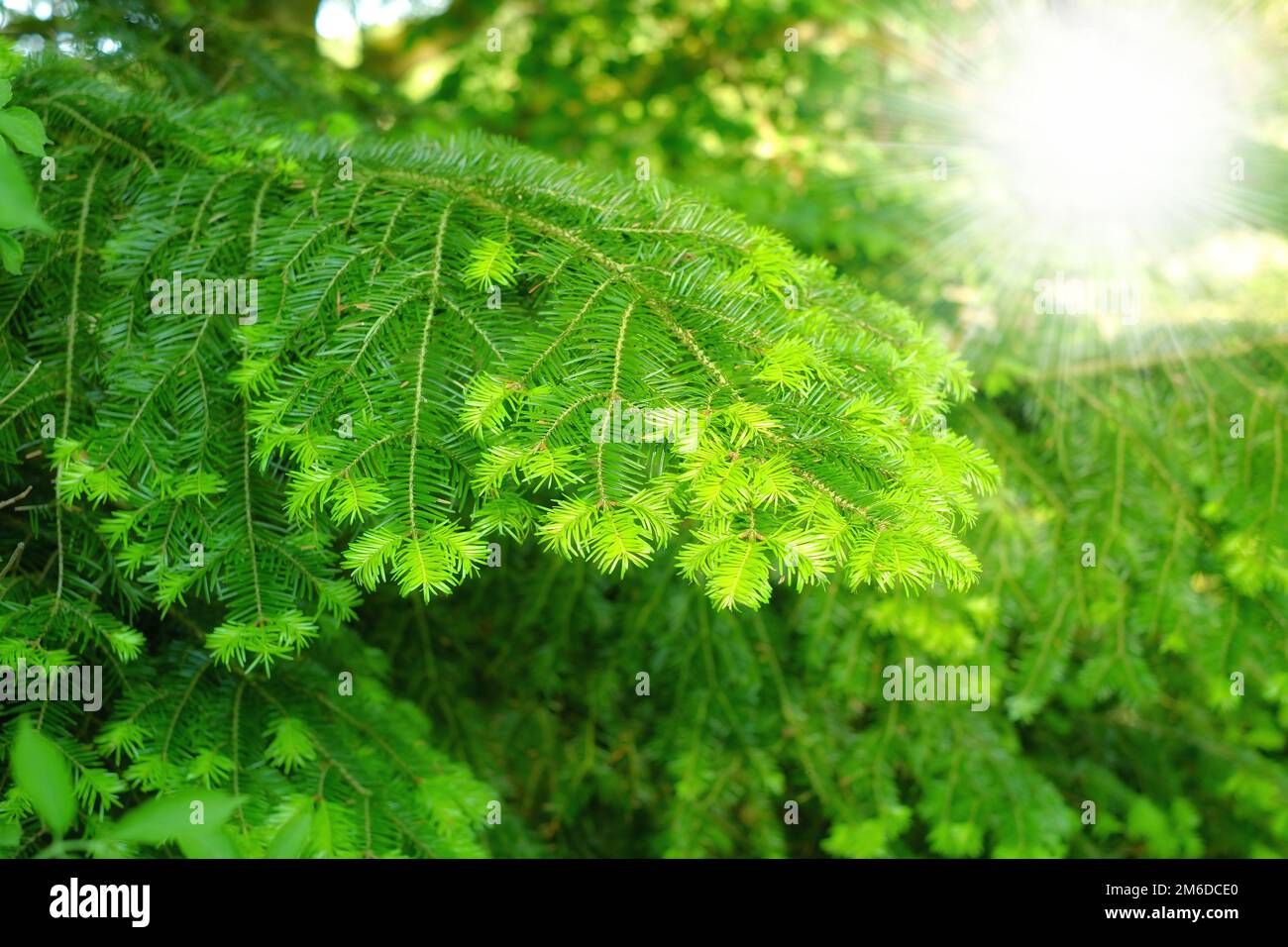 Lush forest in the spring. A very sharp and detailed photo of the ...