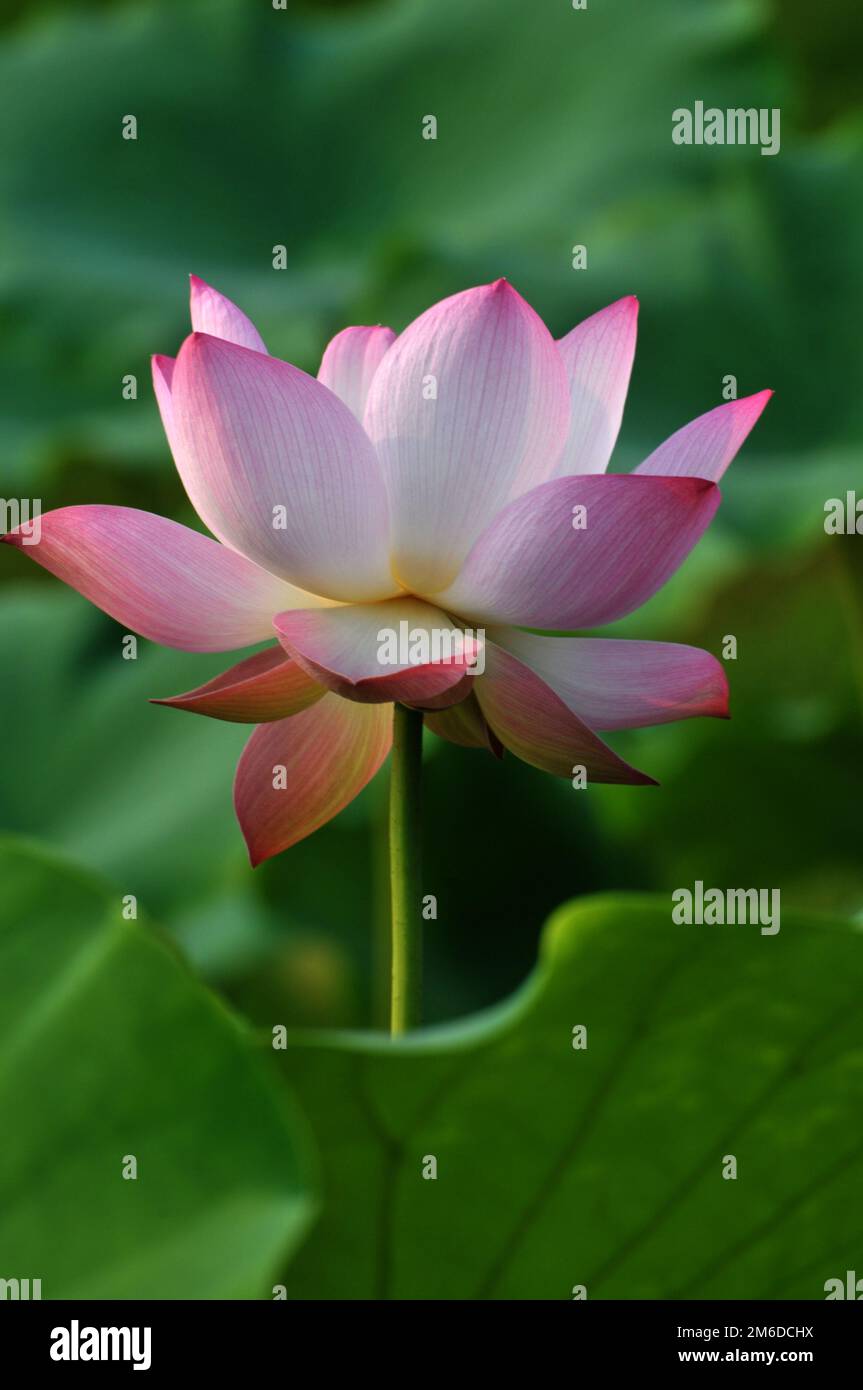 Blossoming lotus flowers Stock Photo - Alamy