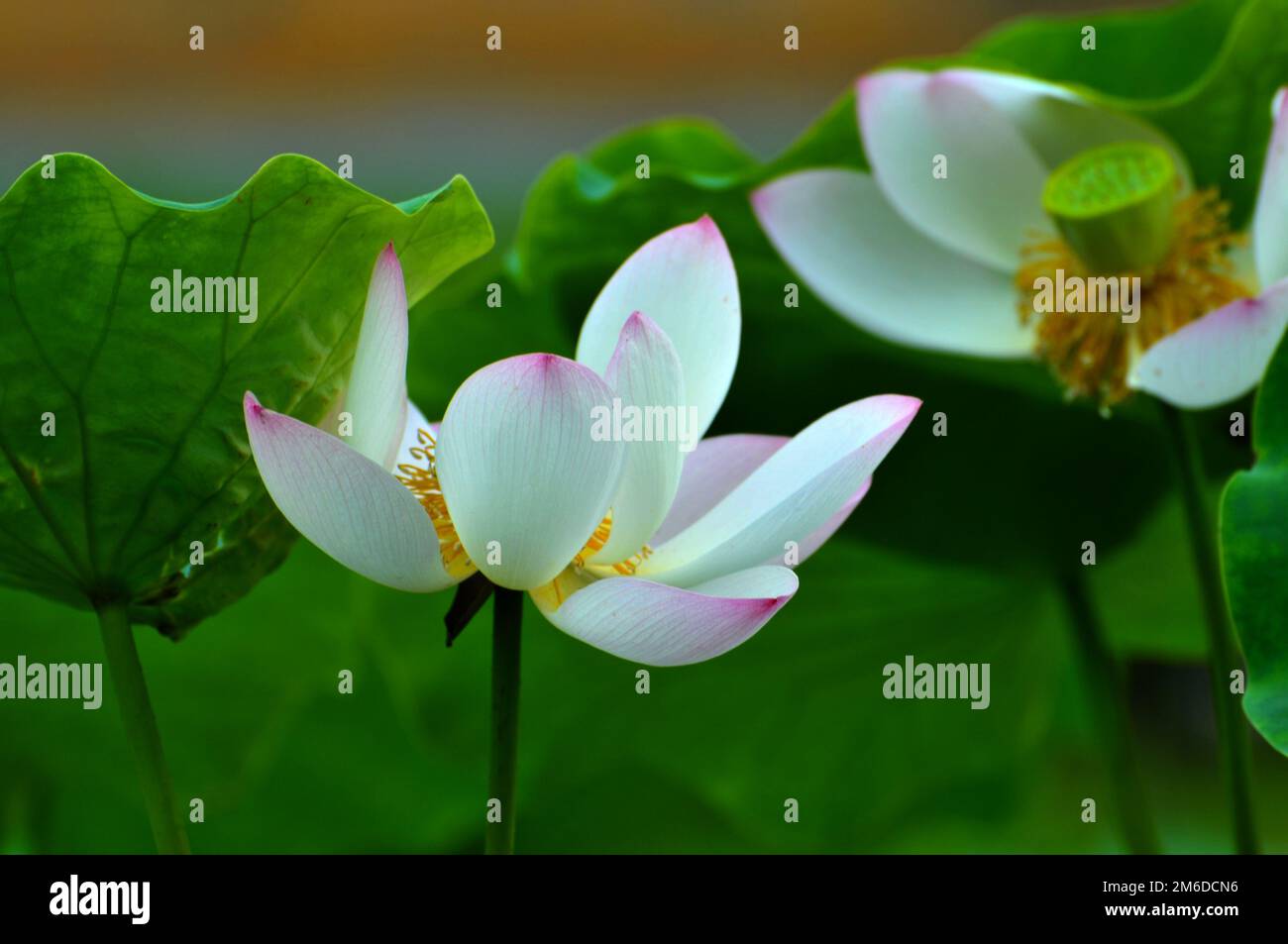 Blossoming lotus flowers Stock Photo - Alamy