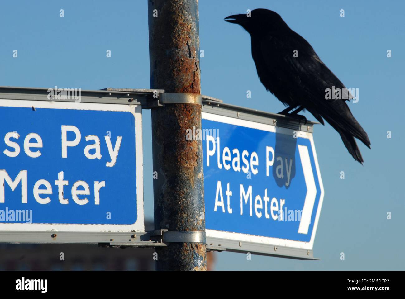 Crow perched of Please Pay At Meter Sign, Southsea Common, Portsmouth ...