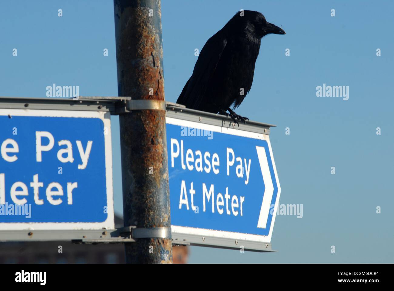 Crow perched of Please Pay At Meter Sign, Southsea Common, Portsmouth ...