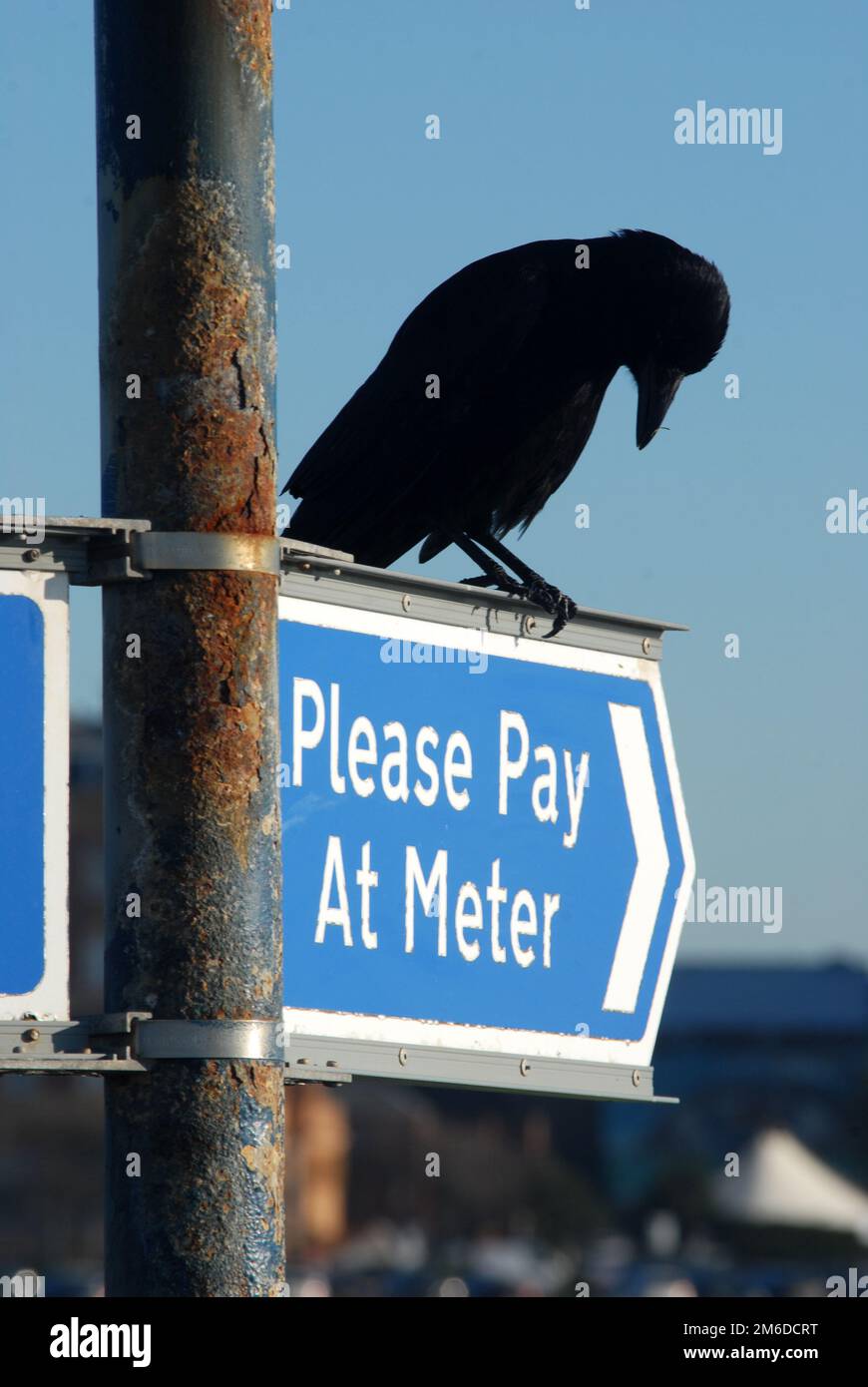 Crow perched of Please Pay At Meter Sign, Southsea Common, Portsmouth ...