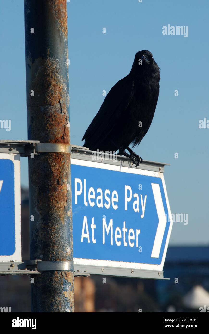 Crow perched of Please Pay At Meter Sign, Southsea Common, Portsmouth ...