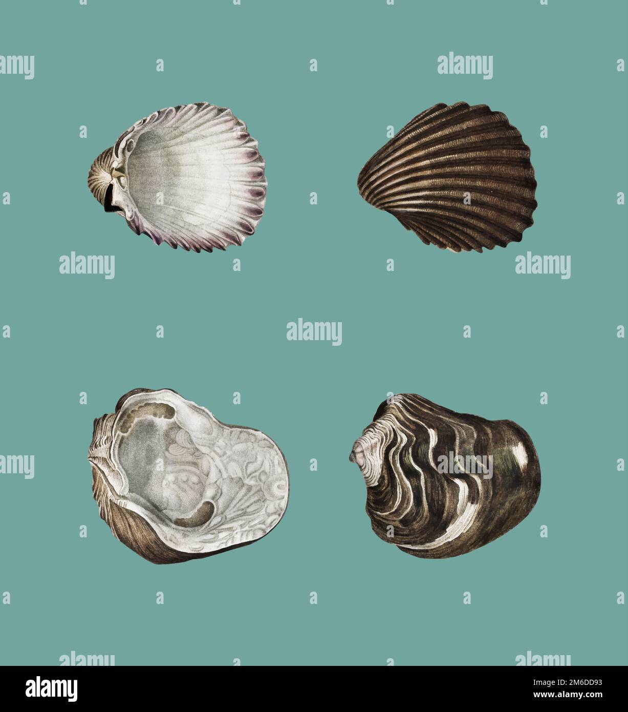 Different types of mollusks illustrated by Charles Dessalines D'Orbigny ...
