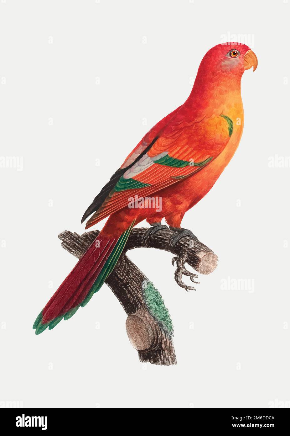 Kadavu and bird Stock Vector Images - Alamy