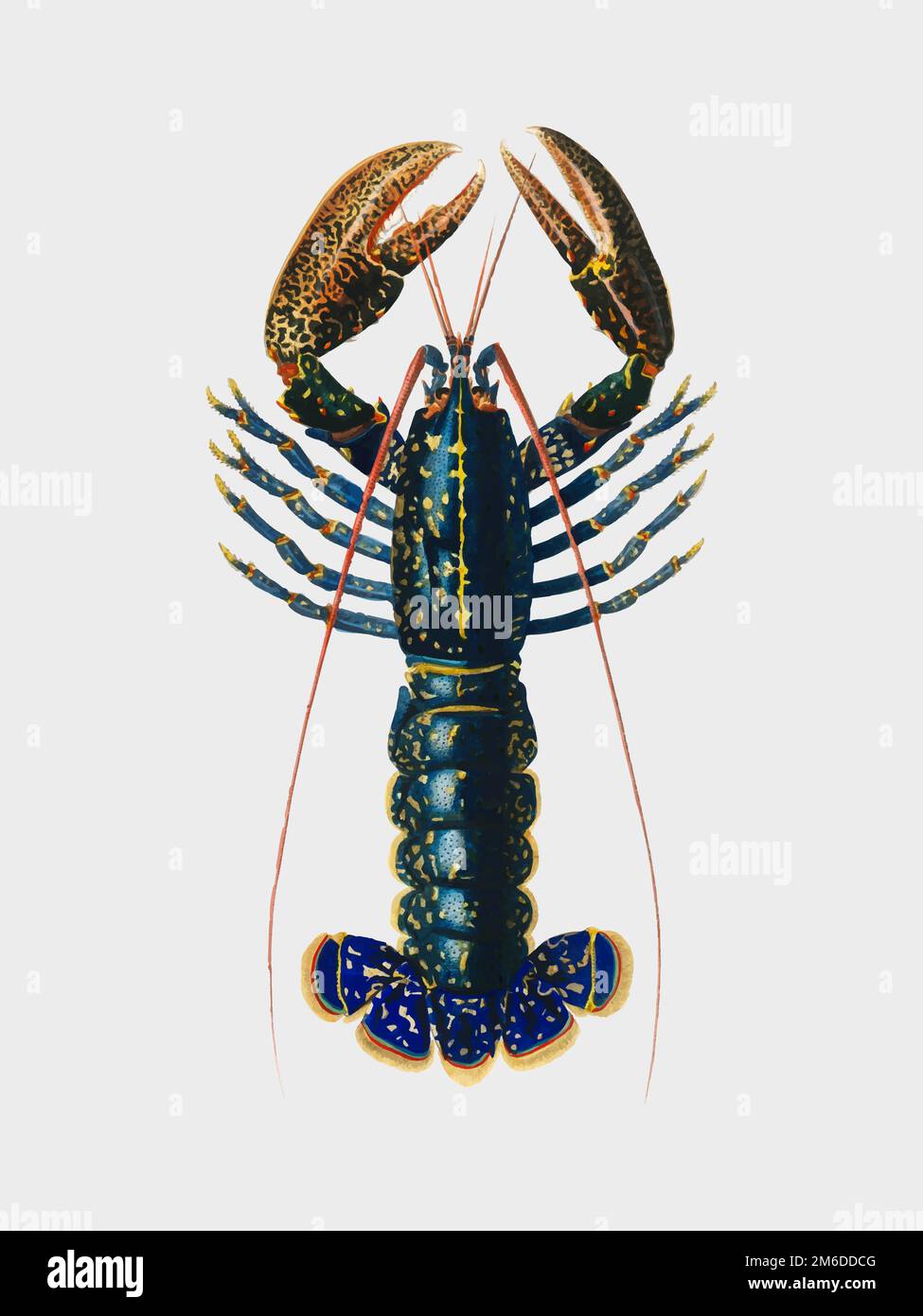 Crimson Crawfish (Palemon Ornatum) illustrated by Charles Dessalines D ...
