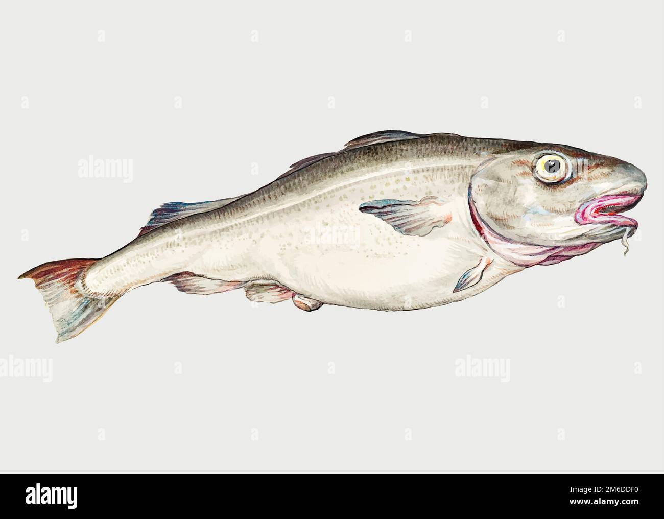 Vintage cod fish illustration vector Stock Vector Image & Art - Alamy