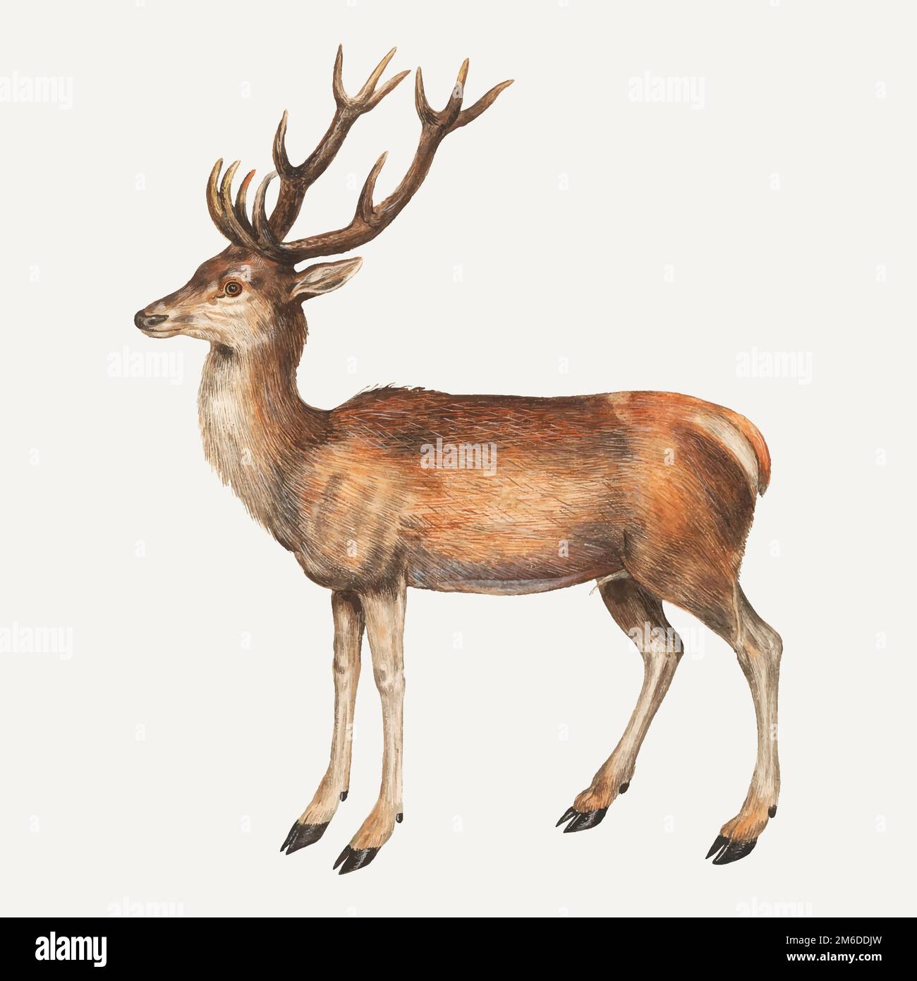 Beautiful buck deer in Stock Vector Images - Alamy
