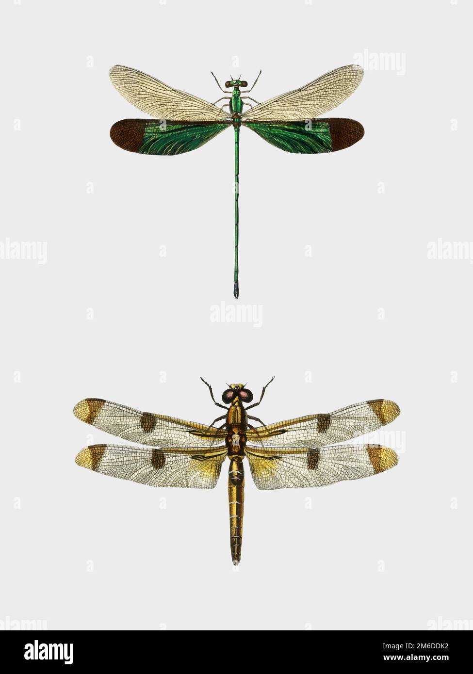 Different types of dragonflies illustrated by Charles Dessalines D ...
