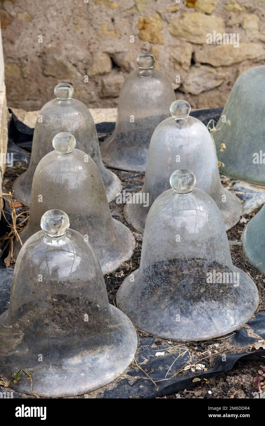 Victorian glass bell jar plant hi-res stock photography and images - Alamy