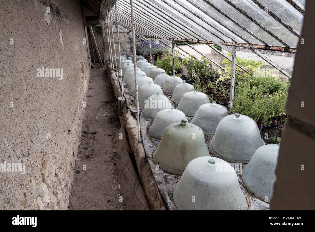 France large bell-shaped jars that 19th-century French market gardeners ...