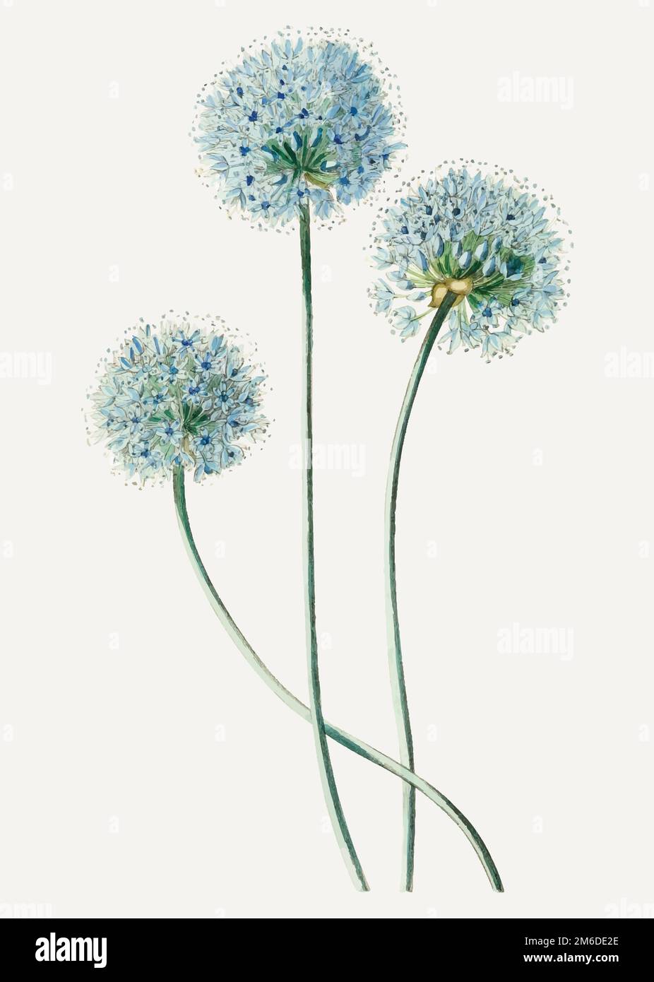 British blue flower Stock Vector Images - Alamy