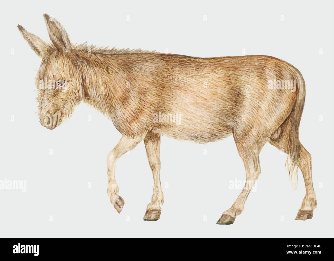 Vintage donkey illustration in vector Stock Vector Image & Art - Alamy