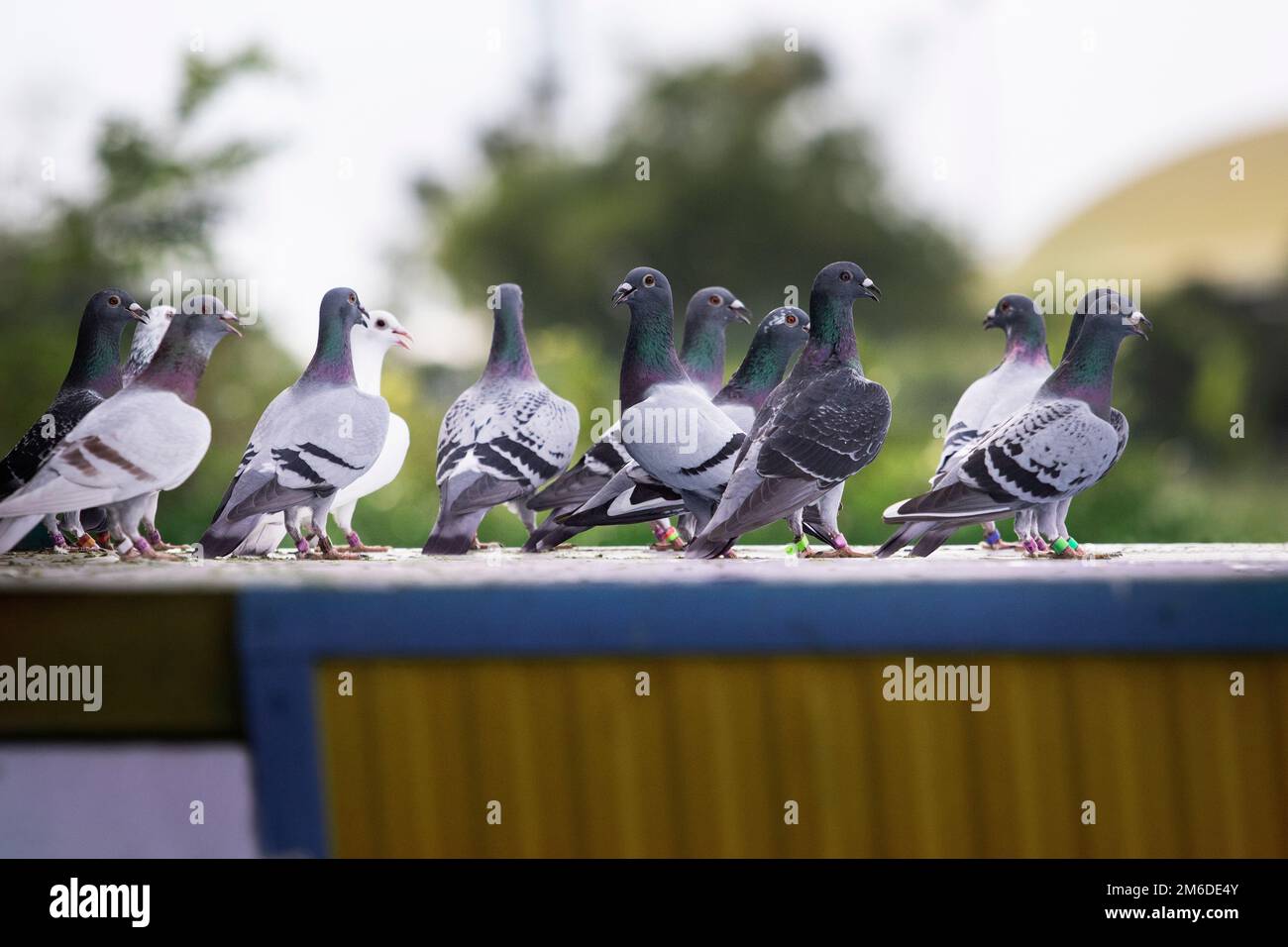 group of homing pigeon standing on home trap Stock Photo - Alamy