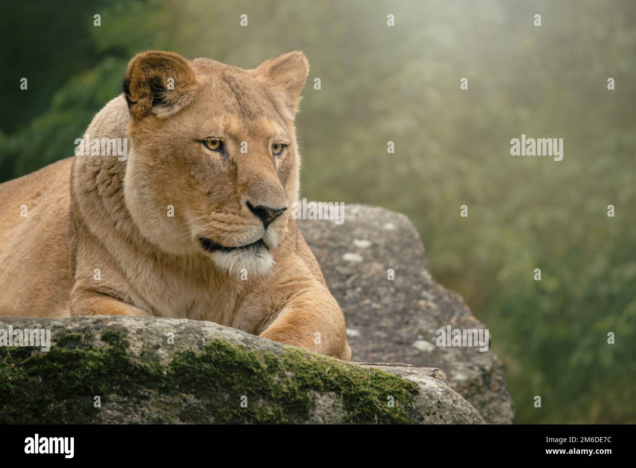 Portrait of beautiful lioness Stock Photo - Alamy