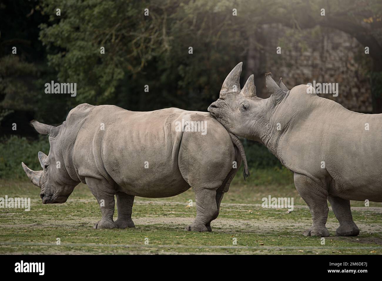 Rhino rhinocerotidae in natural hi-res stock photography and images - Alamy