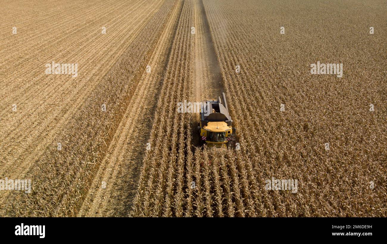 Aerial panorama view of corn harvester working in the corn field Stock ...
