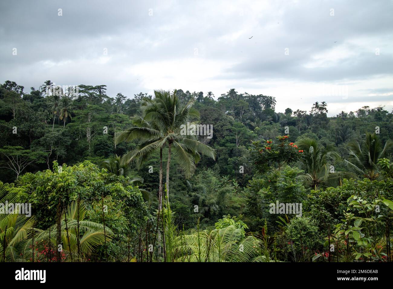 Trees with skyline hi-res stock photography and images - Alamy